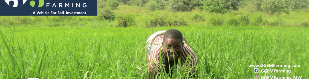 GGEM Farming | Nkhotakota, Malawi Startup