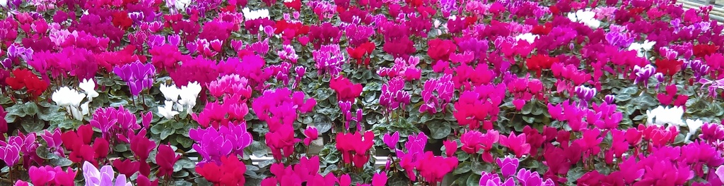 NUTRIENVISUS TECHNOLOGIES INC. | Vancouver, BC, Canada Startup